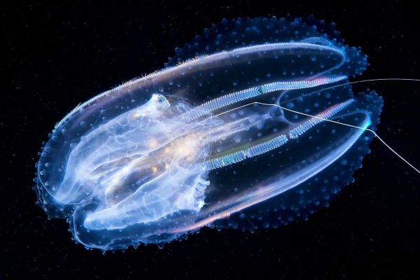 蝴蝶水母有毒吗_蝴蝶水母能养吗-第1张图片-山城妙识 蝴蝶水母有毒吗_蝴蝶水母能养吗-第1张图片-山城妙识