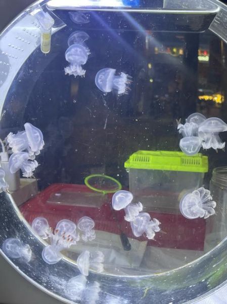蝴蝶水母有毒吗_蝴蝶水母能养吗-第3张图片-山城妙识 蝴蝶水母有毒吗_蝴蝶水母能养吗-第3张图片-山城妙识