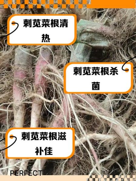 野刺苋菜的功效与作用_野刺苋菜怎么吃最好-第2张图片-山城妙识 野刺苋菜的功效与作用_野刺苋菜怎么吃最好-第2张图片-山城妙识