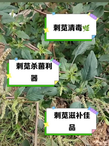 野刺苋菜的功效与作用_野刺苋菜怎么吃最好-第1张图片-山城妙识 野刺苋菜的功效与作用_野刺苋菜怎么吃最好-第1张图片-山城妙识