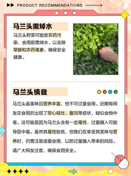 马兰头什么人不能吃_禁忌人群有哪些-第3张图片-山城妙识 马兰头什么人不能吃_禁忌人群有哪些-第3张图片-山城妙识