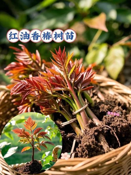 香椿苗怎么种_香椿苗种植时间-第1张图片-山城妙识 香椿苗怎么种_香椿苗种植时间-第1张图片-山城妙识