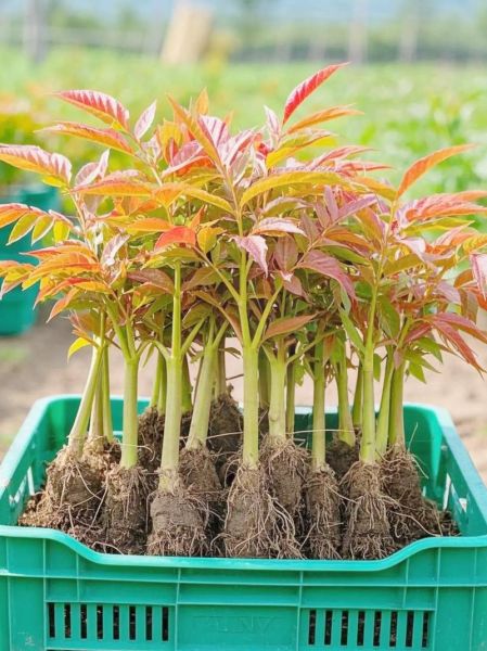 香椿苗怎么种_香椿苗种植时间-第3张图片-山城妙识 香椿苗怎么种_香椿苗种植时间-第3张图片-山城妙识