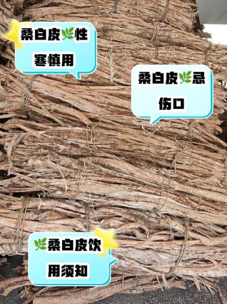 桑白皮的功效与作用是什么_桑白皮泡水喝的禁忌-第1张图片-山城妙识 桑白皮的功效与作用是什么_桑白皮泡水喝的禁忌-第1张图片-山城妙识
