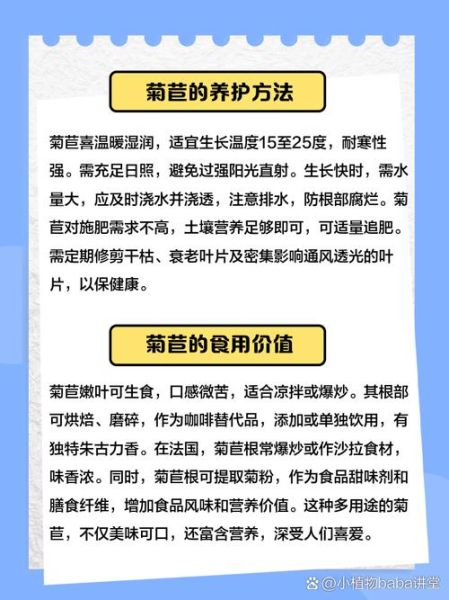 菊苣是什么东西_菊苣的功效与作用-第1张图片-山城妙识 菊苣是什么东西_菊苣的功效与作用-第1张图片-山城妙识