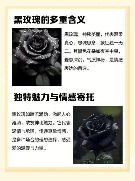 黑玫瑰花语是什么_黑玫瑰适合送什么人-第2张图片-山城妙识 黑玫瑰花语是什么_黑玫瑰适合送什么人-第2张图片-山城妙识
