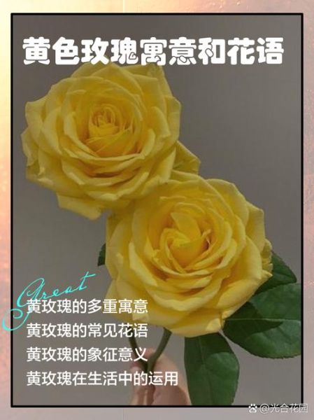 黄玫瑰花语是什么_黄玫瑰适合送谁-第1张图片-山城妙识 黄玫瑰花语是什么_黄玫瑰适合送谁-第1张图片-山城妙识