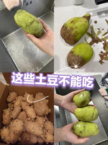 马铃薯发芽后还能吃吗_发芽土豆有毒吗-第1张图片-山城妙识 马铃薯发芽后还能吃吗_发芽土豆有毒吗-第1张图片-山城妙识