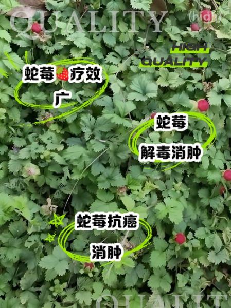 蛇莓的功效与作用_蛇莓怎么吃才安全-第3张图片-山城妙识 蛇莓的功效与作用_蛇莓怎么吃才安全-第3张图片-山城妙识