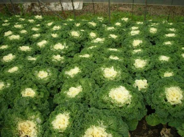 甘蓝菜科有哪些_甘蓝菜科常见品种-第3张图片-山城妙识 甘蓝菜科有哪些_甘蓝菜科常见品种-第3张图片-山城妙识
