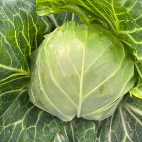 甘蓝菜科有哪些_甘蓝菜科常见品种-第2张图片-山城妙识 甘蓝菜科有哪些_甘蓝菜科常见品种-第2张图片-山城妙识