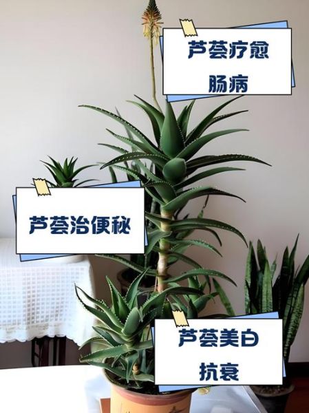 芦荟的功效与作用_芦荟怎么吃-第1张图片-山城妙识 芦荟的功效与作用_芦荟怎么吃-第1张图片-山城妙识