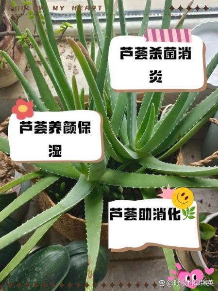 芦荟的功效与作用_芦荟怎么吃-第3张图片-山城妙识 芦荟的功效与作用_芦荟怎么吃-第3张图片-山城妙识