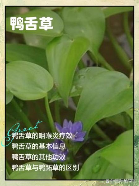 鸭舌草图片有多少种_如何辨别不同品种-第1张图片-山城妙识 鸭舌草图片有多少种_如何辨别不同品种-第1张图片-山城妙识