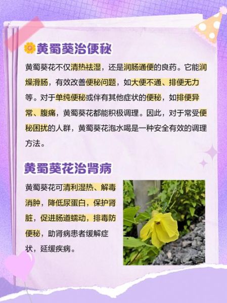 黄蜀葵花总黄酮是什么_黄蜀葵花总黄酮的功效与作用-第3张图片-山城妙识 黄蜀葵花总黄酮是什么_黄蜀葵花总黄酮的功效与作用-第3张图片-山城妙识