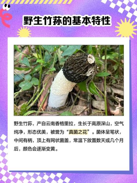 野生竹荪多少钱一斤_野生竹荪价格为什么差异大-第1张图片-山城妙识