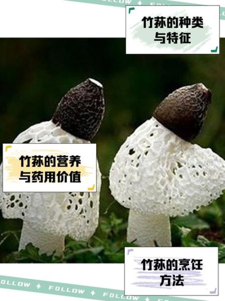 野生竹荪多少钱一斤_野生竹荪价格为什么差异大-第2张图片-山城妙识