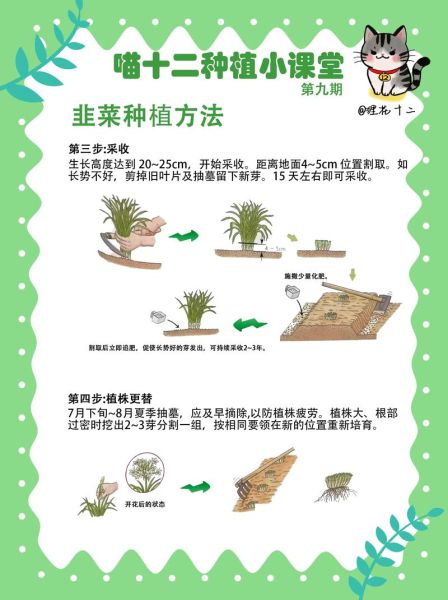 韭菜什么时候种最合适_韭菜一年四季都能种吗-第1张图片-山城妙识 韭菜什么时候种最合适_韭菜一年四季都能种吗-第1张图片-山城妙识