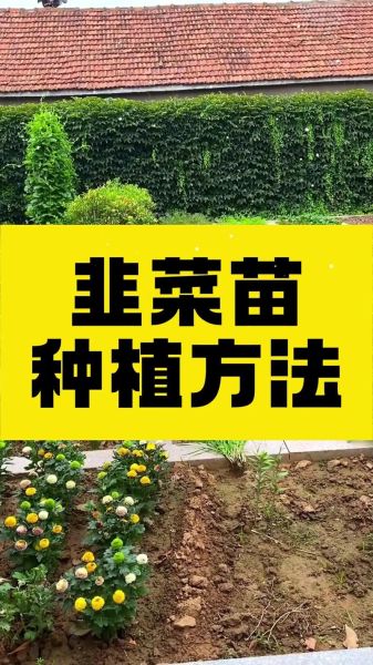 韭菜什么时候种最合适_韭菜一年四季都能种吗-第2张图片-山城妙识 韭菜什么时候种最合适_韭菜一年四季都能种吗-第2张图片-山城妙识