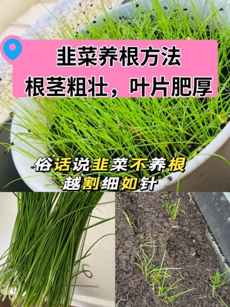 韭菜什么时候种最合适_韭菜一年四季都能种吗-第3张图片-山城妙识 韭菜什么时候种最合适_韭菜一年四季都能种吗-第3张图片-山城妙识