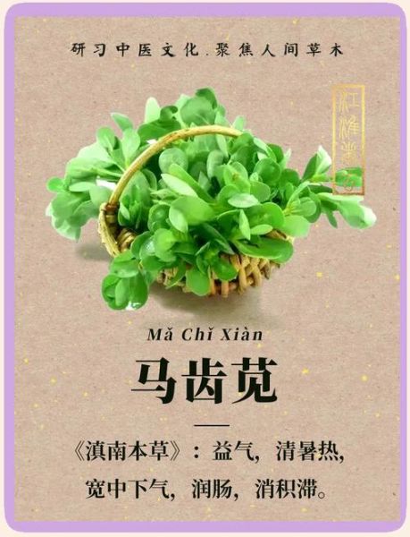马齿苋图片功效与作用_马齿苋的禁忌有哪些-第1张图片-山城妙识 马齿苋图片功效与作用_马齿苋的禁忌有哪些-第1张图片-山城妙识
