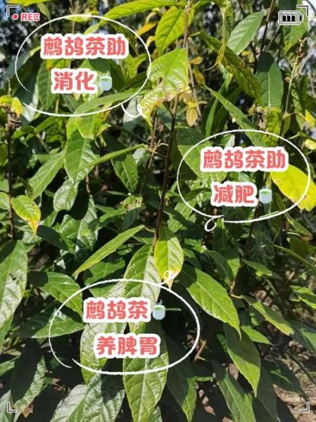 鹧鸪茶的功效与作用_鹧鸪茶怎么泡才正确-第1张图片-山城妙识 鹧鸪茶的功效与作用_鹧鸪茶怎么泡才正确-第1张图片-山城妙识