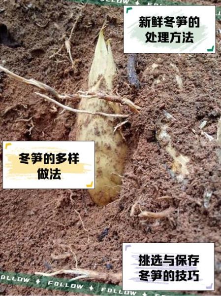 鲜冬笋的营养价值_鲜冬笋怎么吃最营养-第1张图片-山城妙识