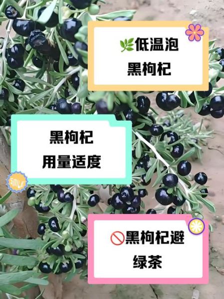 黑枸杞泡水喝的禁忌_哪些人不能喝-第1张图片-山城妙识
