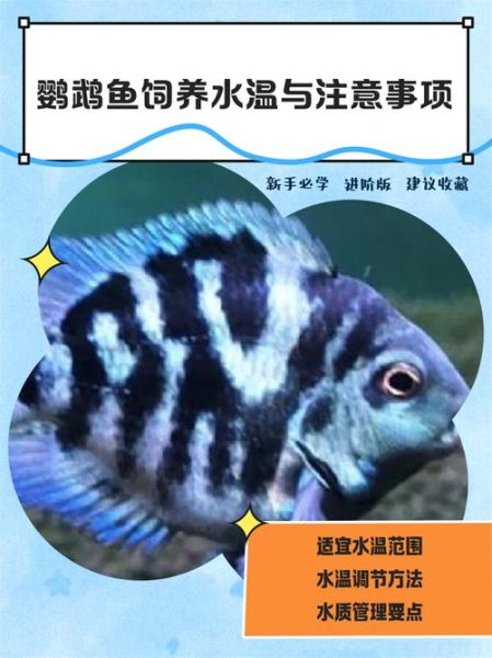 鹦鹉鱼怎么养_鹦鹉鱼水温多少合适-第2张图片-山城妙识
