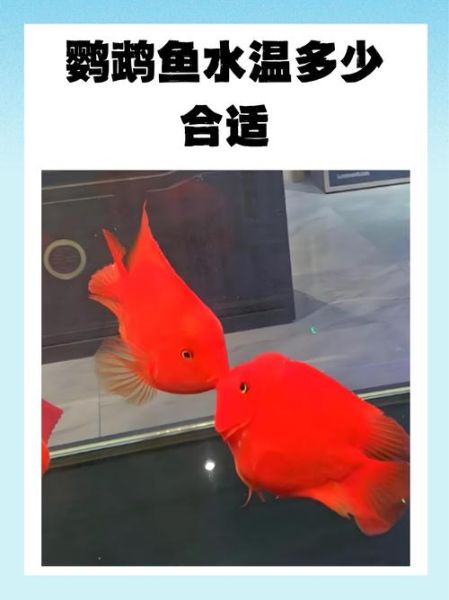 鹦鹉鱼怎么养_鹦鹉鱼水温多少合适-第1张图片-山城妙识