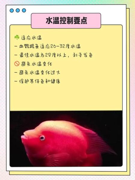 鹦鹉鱼怎么养_鹦鹉鱼水温多少合适-第3张图片-山城妙识