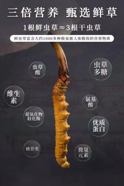 虫草怎么吃最好_虫草一天吃几根合适-第2张图片-山城妙识