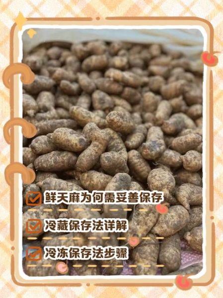 鲜天麻怎么吃效果最好_鲜天麻最佳吃法-第3张图片-山城妙识 鲜天麻怎么吃效果最好_鲜天麻最佳吃法-第3张图片-山城妙识