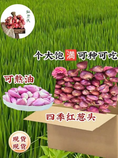红洋葱的功效与作用_红洋葱怎么吃最健康-第2张图片-山城妙识