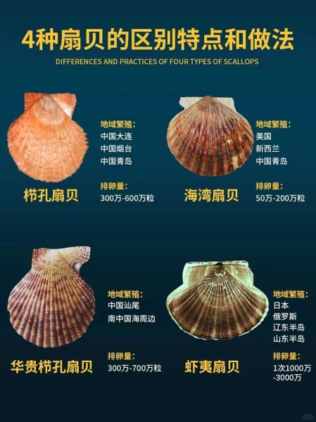 贝壳类海鲜有哪些品种_如何挑选最新鲜的贝类-第2张图片-山城妙识 贝壳类海鲜有哪些品种_如何挑选最新鲜的贝类-第2张图片-山城妙识