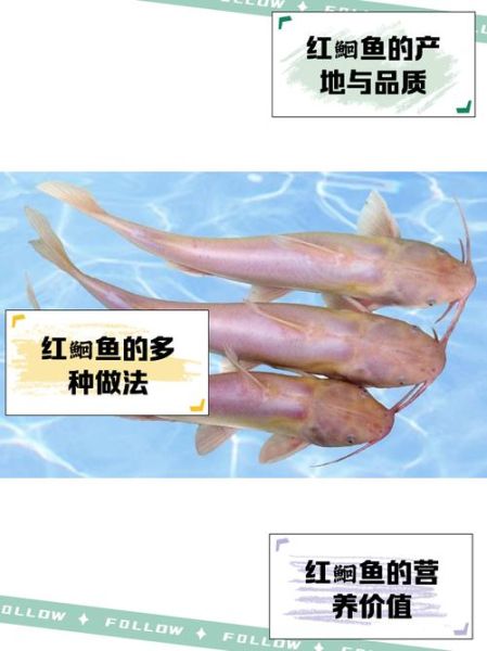 红鮰鱼图片_红鮰鱼多少钱一斤-第1张图片-山城妙识 红鮰鱼图片_红鮰鱼多少钱一斤-第1张图片-山城妙识