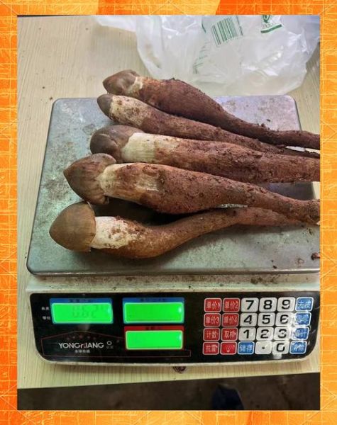 鸡枞菌多少钱一斤_鸡枞菌图片怎么挑-第1张图片-山城妙识 鸡枞菌多少钱一斤_鸡枞菌图片怎么挑-第1张图片-山城妙识