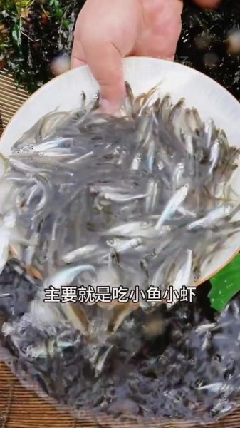 红鮰鱼图片_红鮰鱼多少钱一斤-第2张图片-山城妙识 红鮰鱼图片_红鮰鱼多少钱一斤-第2张图片-山城妙识