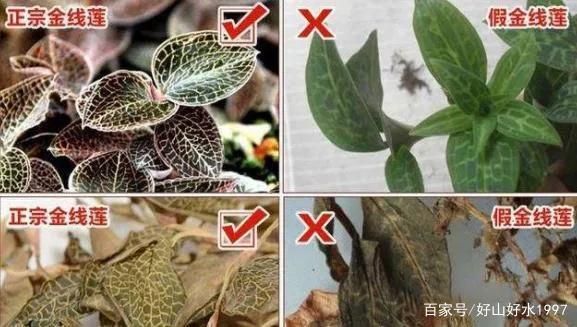 金线莲图片真假鉴别_金线莲高清图对比-第1张图片-山城妙识