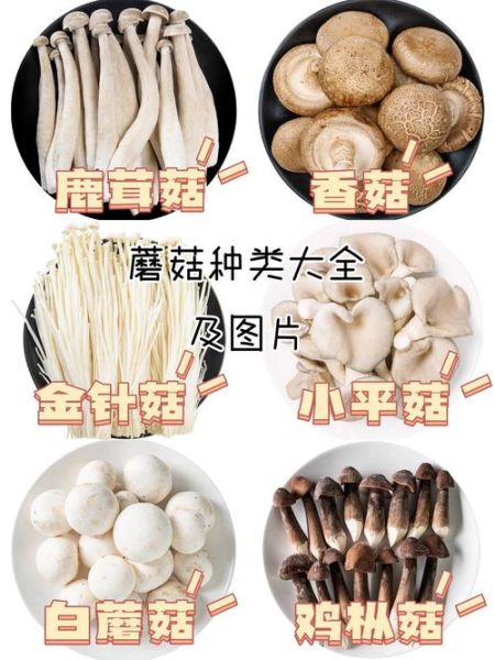 食用蘑菇种类大全_哪些蘑菇最安全-第3张图片-山城妙识 食用蘑菇种类大全_哪些蘑菇最安全-第3张图片-山城妙识