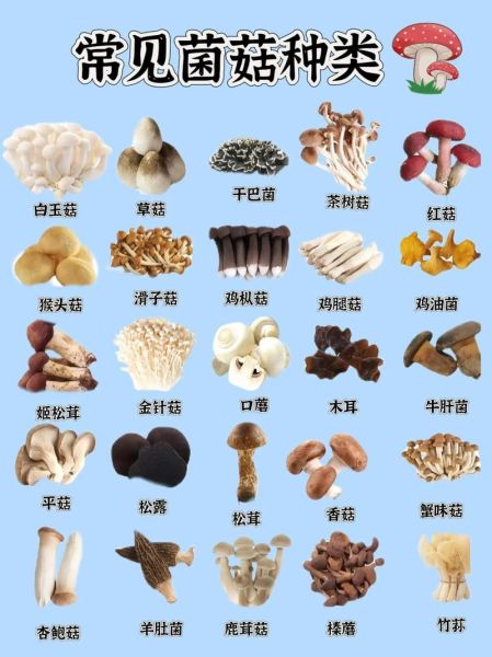 食用蘑菇种类大全_哪些蘑菇最安全-第1张图片-山城妙识 食用蘑菇种类大全_哪些蘑菇最安全-第1张图片-山城妙识