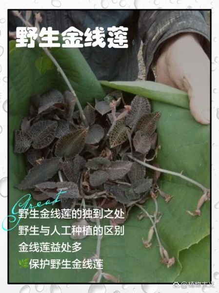 金线莲图片真假鉴别_金线莲高清图对比-第3张图片-山城妙识