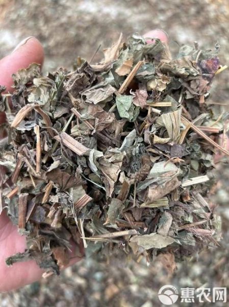 鱼腥草片的功效与作用_鱼腥草片能长期吃吗-第3张图片-山城妙识