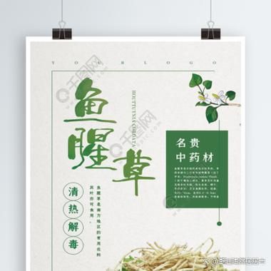 鱼腥草片的功效与作用_鱼腥草片能长期吃吗-第2张图片-山城妙识