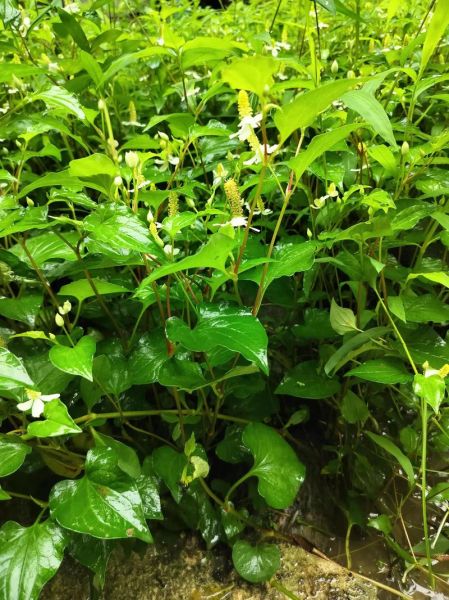 鱼腥草片的功效与作用_鱼腥草片能长期吃吗-第1张图片-山城妙识