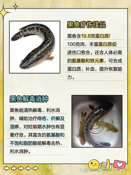 黑鱼的营养价值_黑鱼怎么吃最补身体-第1张图片-山城妙识 黑鱼的营养价值_黑鱼怎么吃最补身体-第1张图片-山城妙识