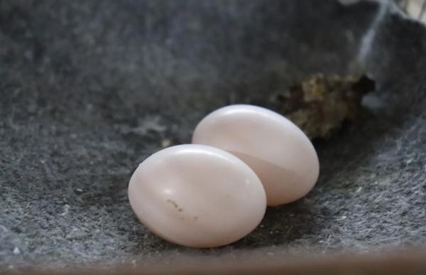 鸽子蛋多大_鸽子蛋重量多少克-第3张图片-山城妙识 鸽子蛋多大_鸽子蛋重量多少克-第3张图片-山城妙识
