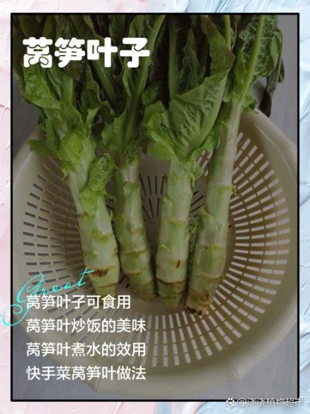 莴笋叶子能吃吗_莴笋叶子怎么炒好吃-第1张图片-山城妙识 莴笋叶子能吃吗_莴笋叶子怎么炒好吃-第1张图片-山城妙识