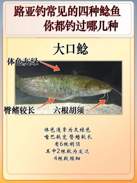 鲶鱼和鲇鱼一样吗_区别与辨认技巧-第1张图片-山城妙识 鲶鱼和鲇鱼一样吗_区别与辨认技巧-第1张图片-山城妙识