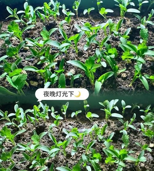 十香菜什么时候种_十香菜种植方法-第2张图片-山城妙识 十香菜什么时候种_十香菜种植方法-第2张图片-山城妙识